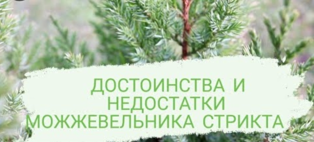 ДОСТОИНСТВА И НЕДОСТАТКИ МОЖЖЕВЕЛЬНИКА СТРИКТА!