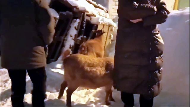 флешмоб: "Привет, Лапы и Хвосты!"