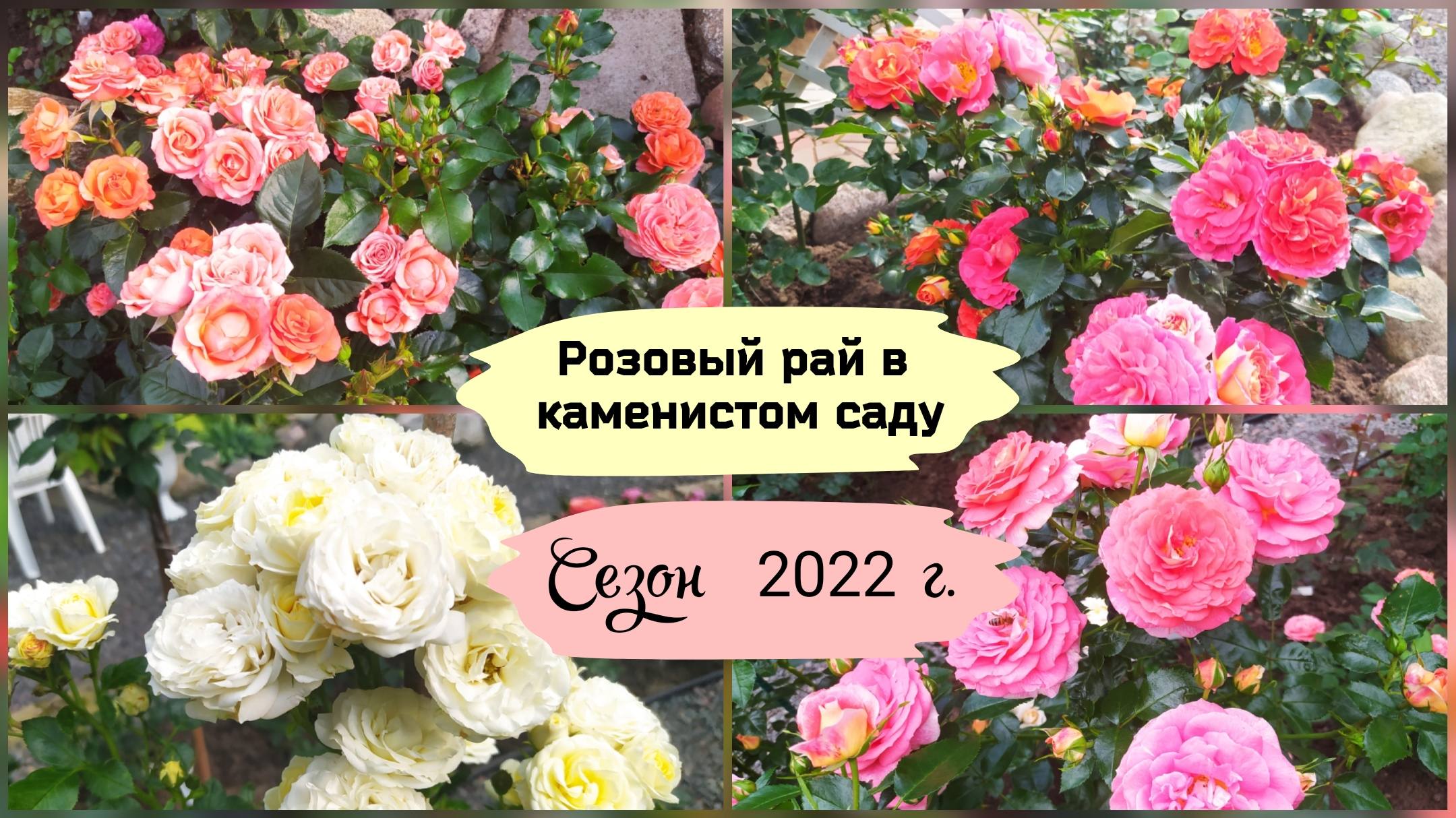 Розовый рай в каменистом саду. Прогулка по саду. ( Сезон 2022 г.)