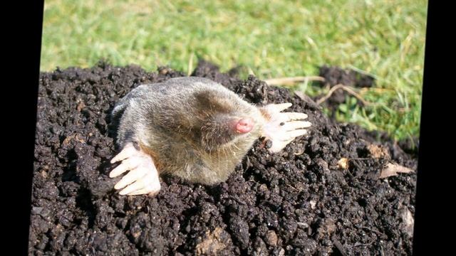 Юрий Волщуков & Анатолий Кравченко - Кроты