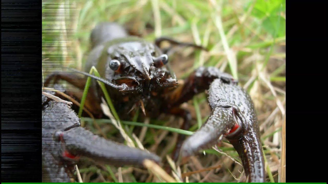 Ловля раков на раколовки  (Архив 2007 год)