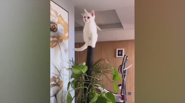 Приколы с котами и собаками #33