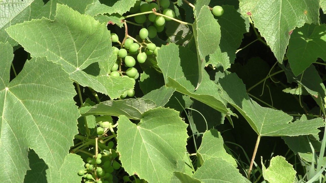 2018-08-03_Торони_усадьба Сакиса_Про огород-2