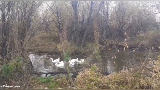 Потеряла гусей