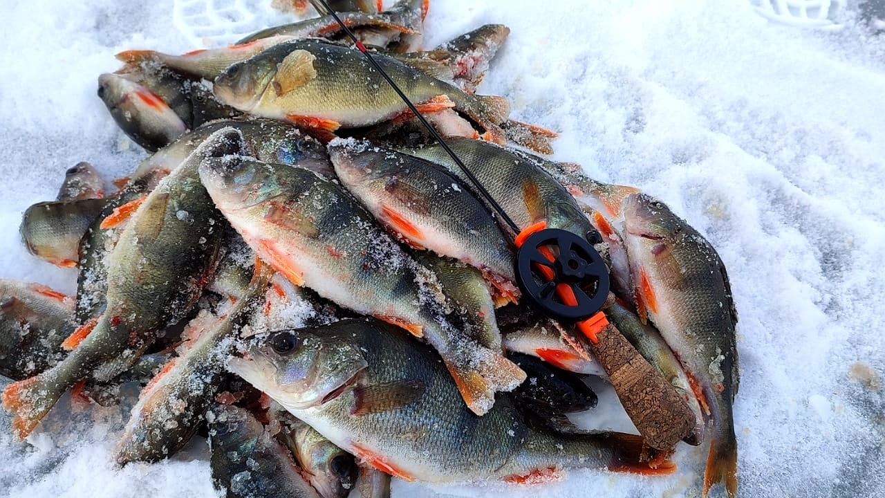 НАШЛИ ЛОГОВО ГОЛОДНЫХ ОКУНЕЙ!!! Зимняя рыбалка 2024