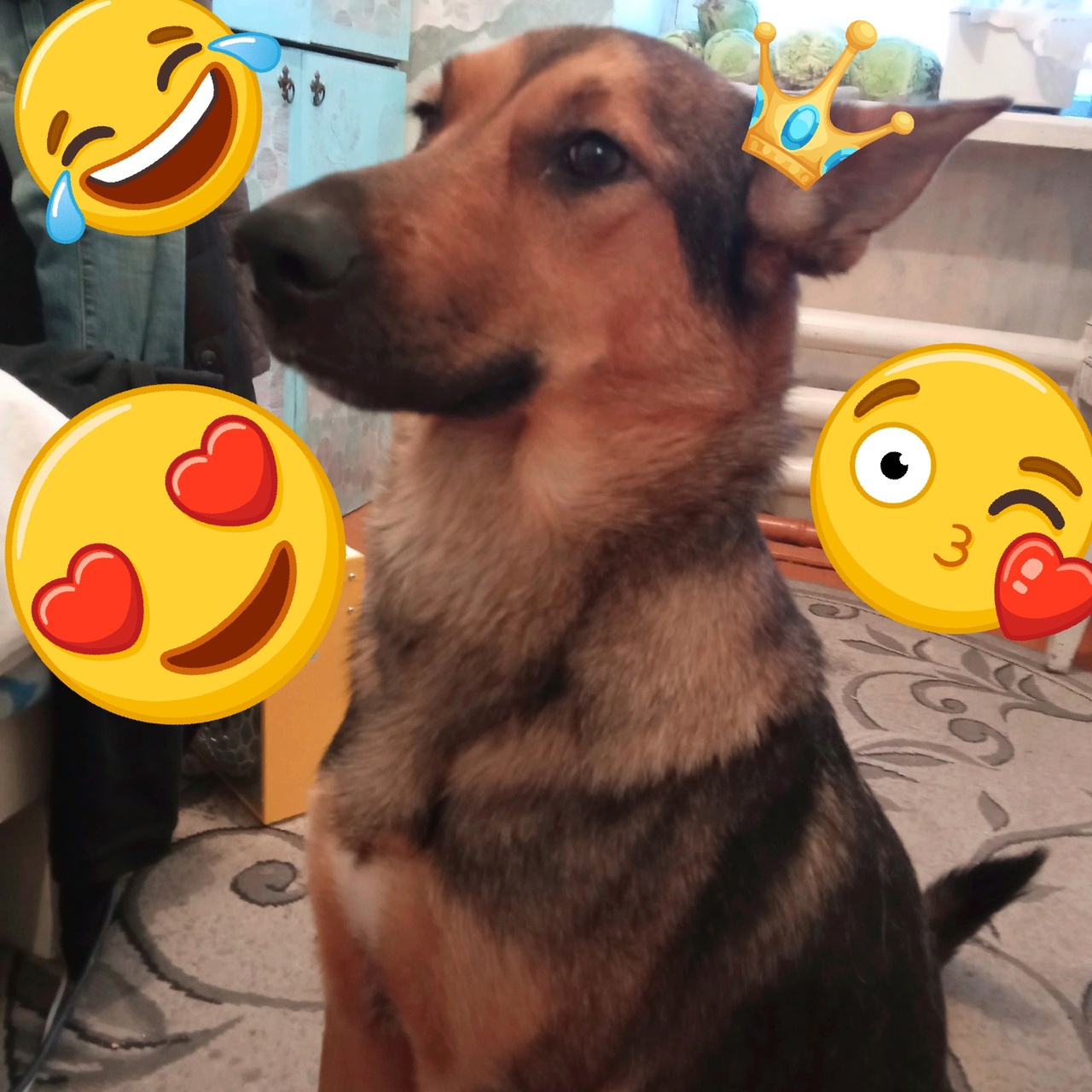 От щенка до взрослой собаки