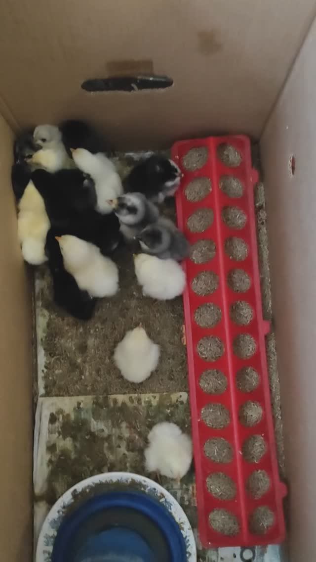 Цыплята Доминант #shorts