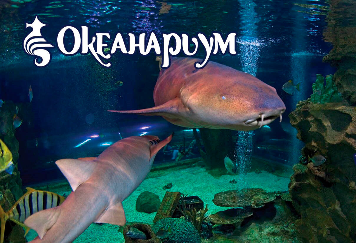 [Архив]  Океанариум Санкт-Петербург 2018 г.