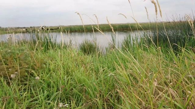 Национальный парк Скьерн / Skjern Enge, Дания. 26 авг. 2022