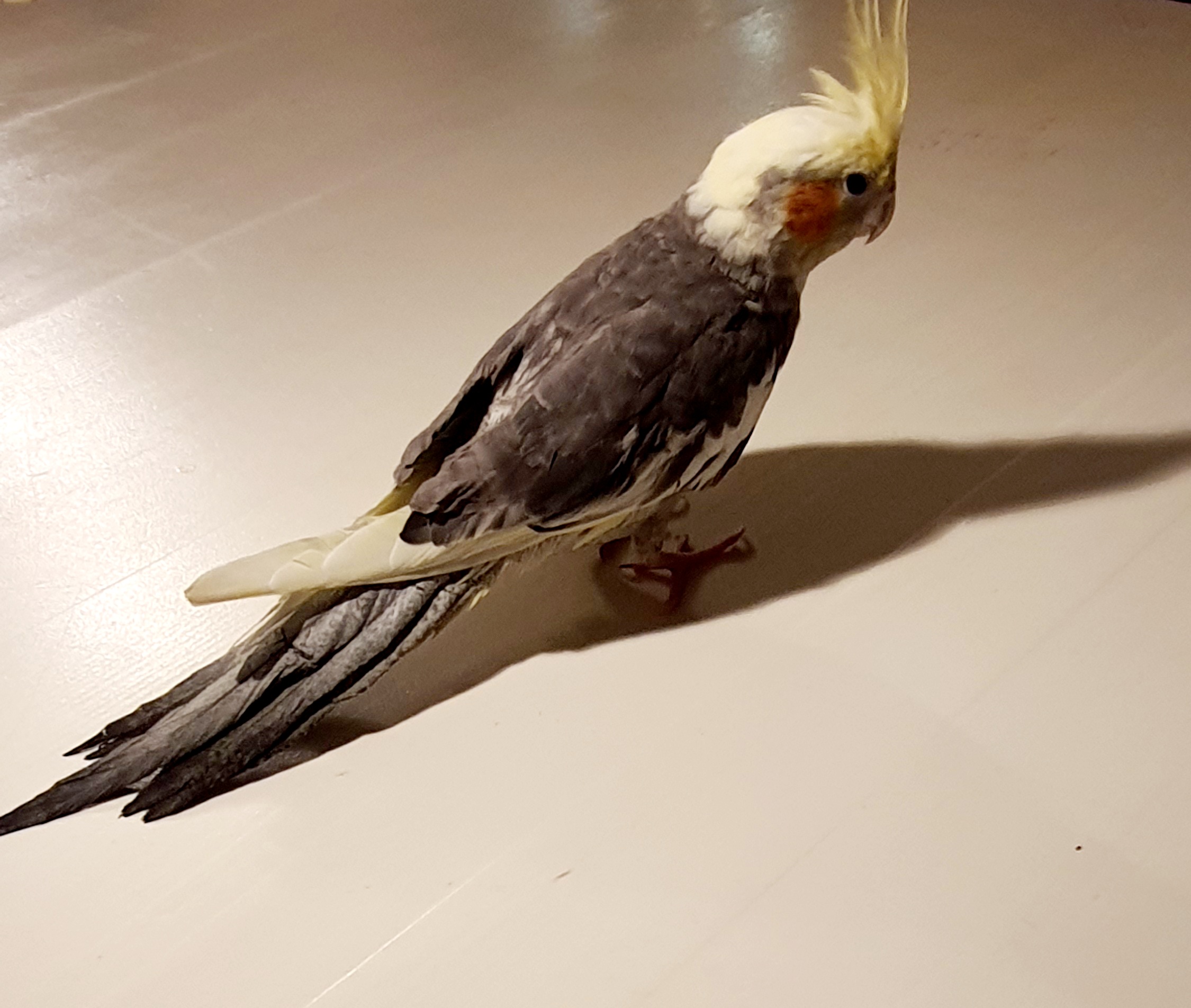 Попугай собирает пазлы