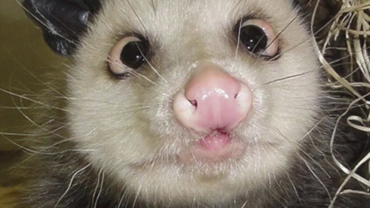 ОПОССУМЫ Что мы знаем? Интересные факты из жизни опоссума Смешные животные #26