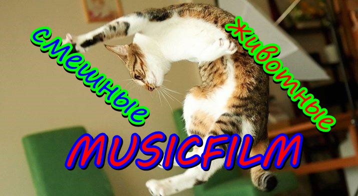 ????Смешные животные?Приколы с котами???