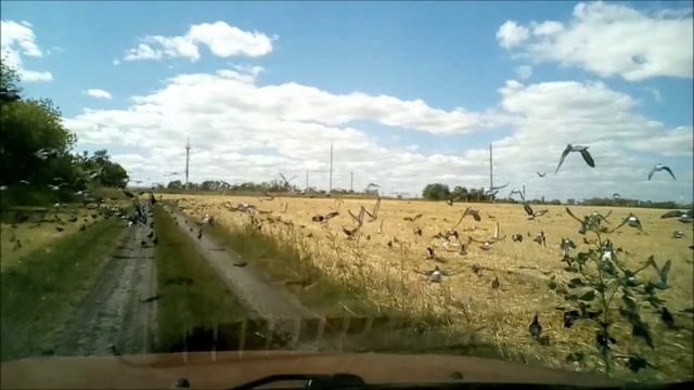 нашествие диких голубей!