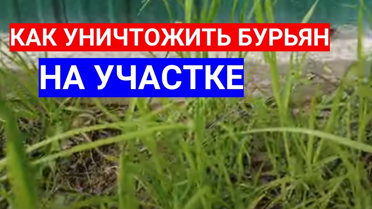 ДОСТУПНОЕ СРЕДСТВО  ОТ СОРНЯКОВ НА УЧАСТКЕ - ИЗБАВЛЯЕМСЯ ОТ ПЫРЕЯ И ОДУВАНЧИКА