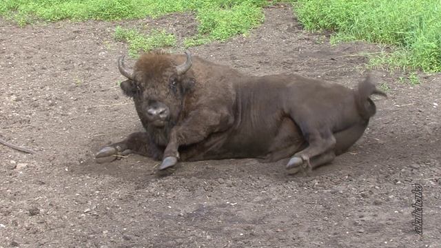 ЗУБРЫ ЛЕТОМ