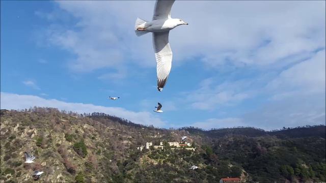 Дивна Любоевич - Достойно есть
