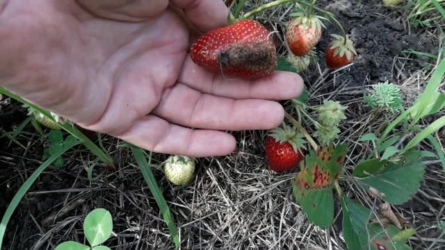 Урожай земляники Мальвина