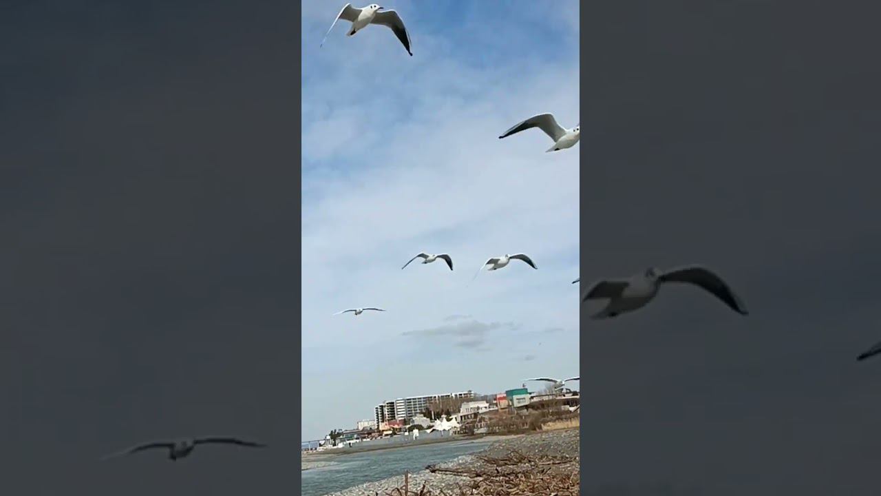 РУЧНЫЕ ЧАЙКИ В СОЧИ #short #shorts #shortsvideo
