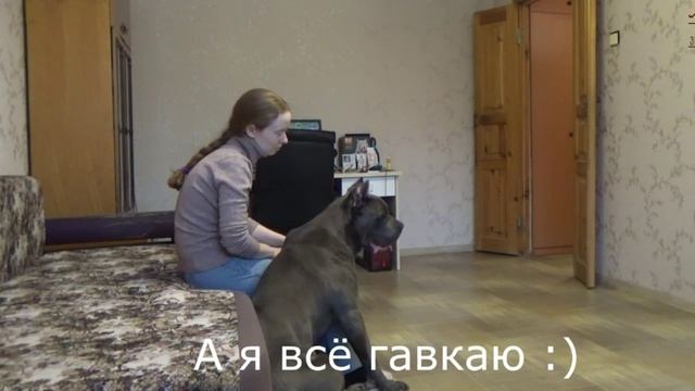 Удивление собаки. Реакция на неожиданность