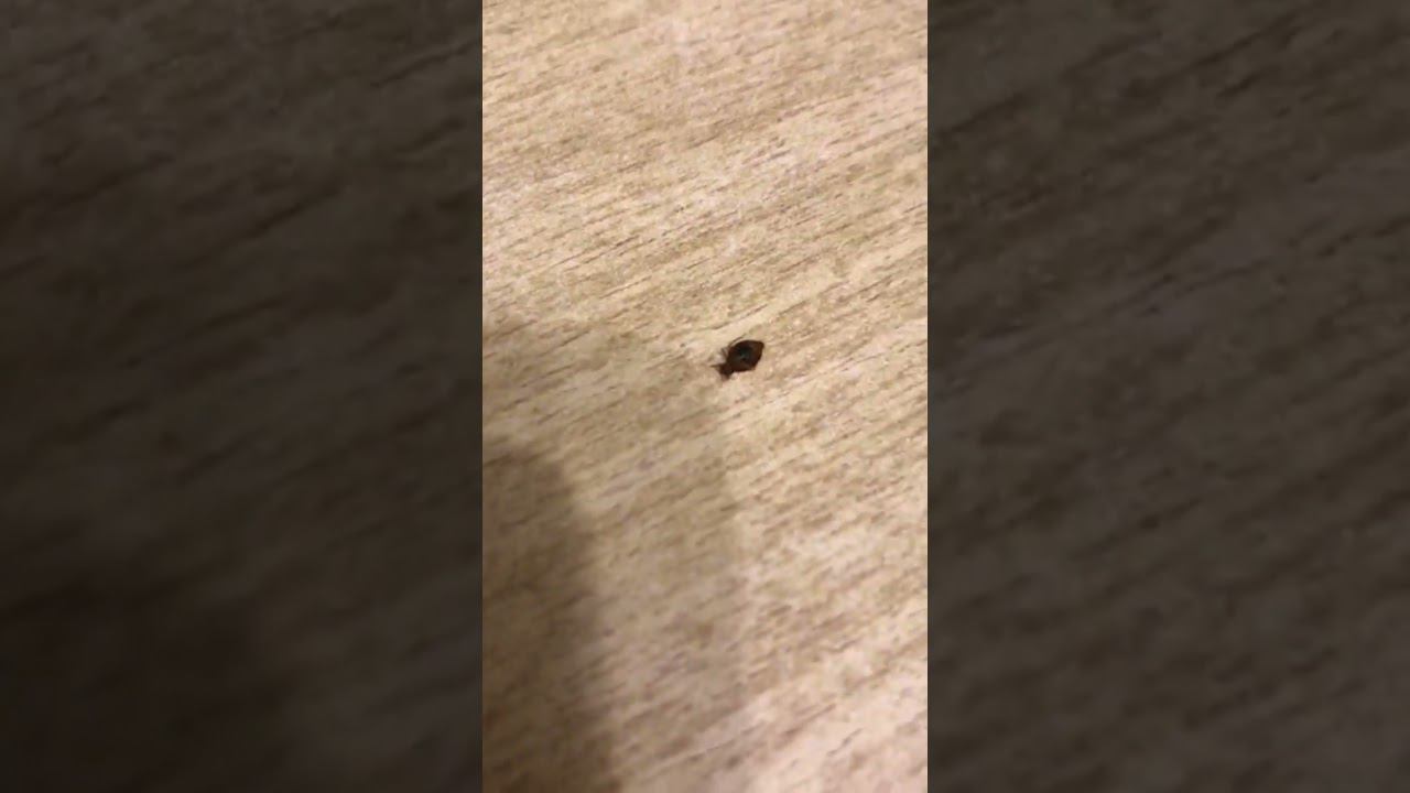 Последние судороги клопа..|Подпишись| #клопы #клопывквартире