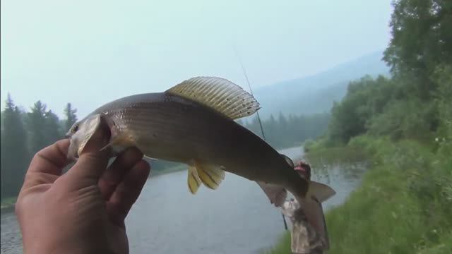 13 серия Первый Хариус на Балду Тирольская палочка Тайга Рыбалка на реке Лендаха