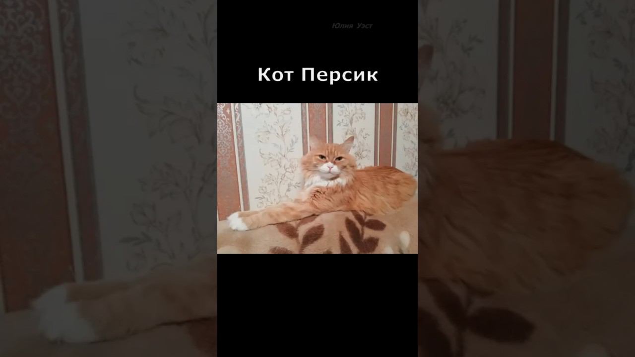 Часть 1. Забавная история отношений между котом и собакой☺