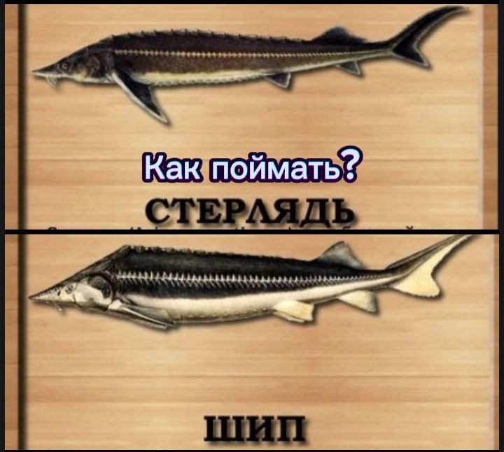 Как поймать Шип и Стерлядь на Волге.