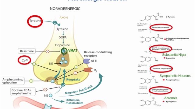 USMLE RX - 11.Фармакология - 1.Препараты Автономной НС - 4.Вегетативные препараты
