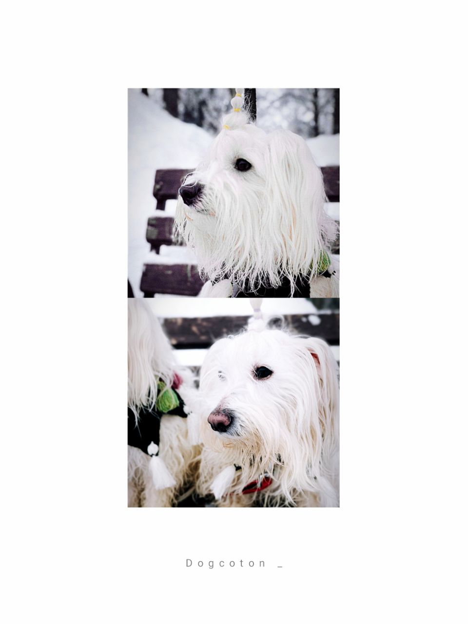 Бег для собак?!