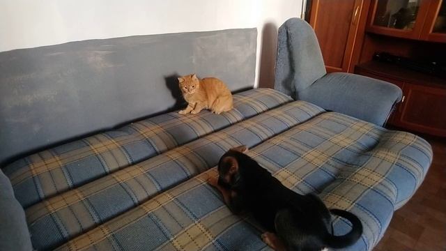 Новый питомец