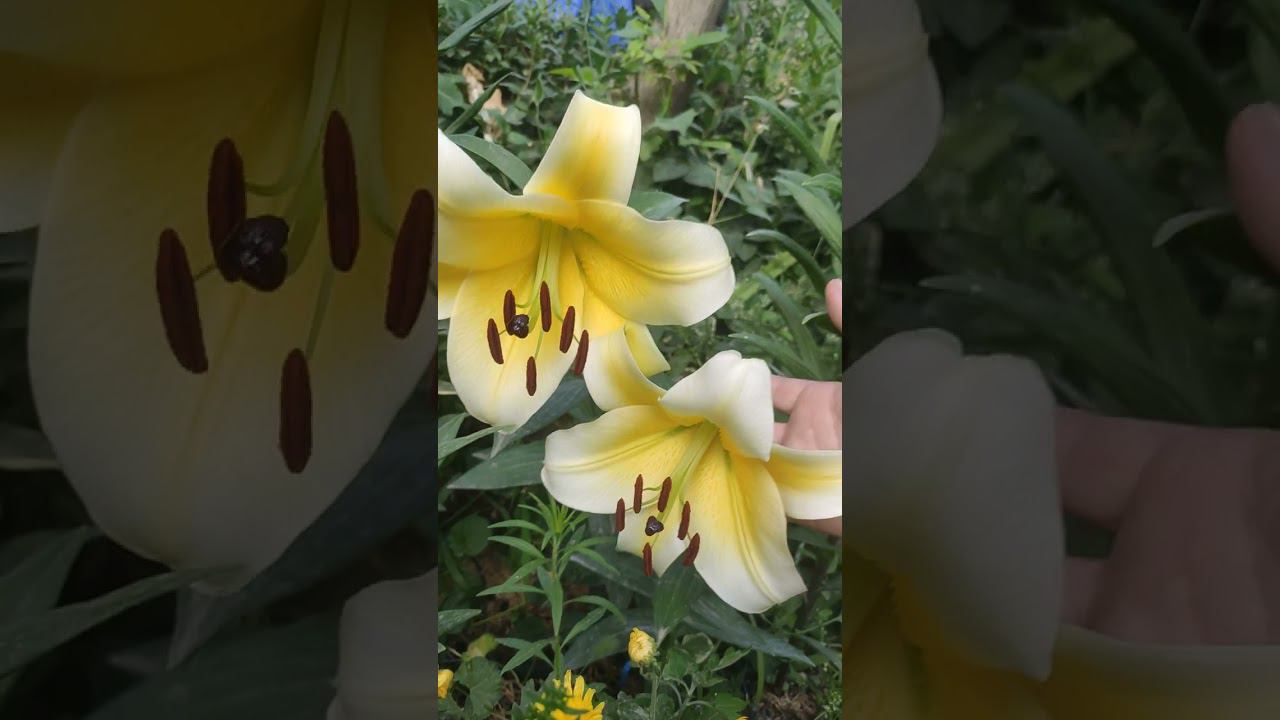 зацвела последняя лилия Барута( ОТ гибрид)