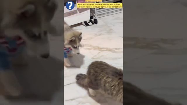 Собака-убийца