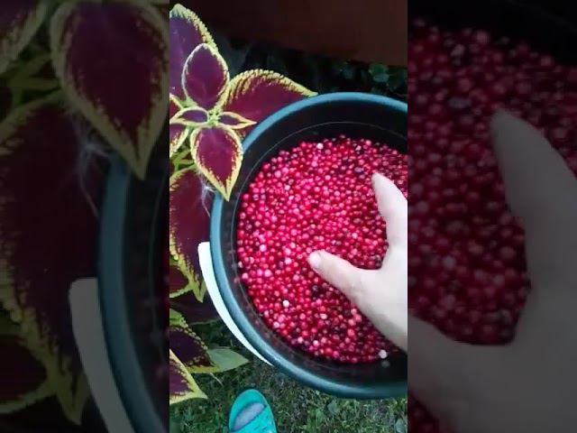 Брусника от Натальи