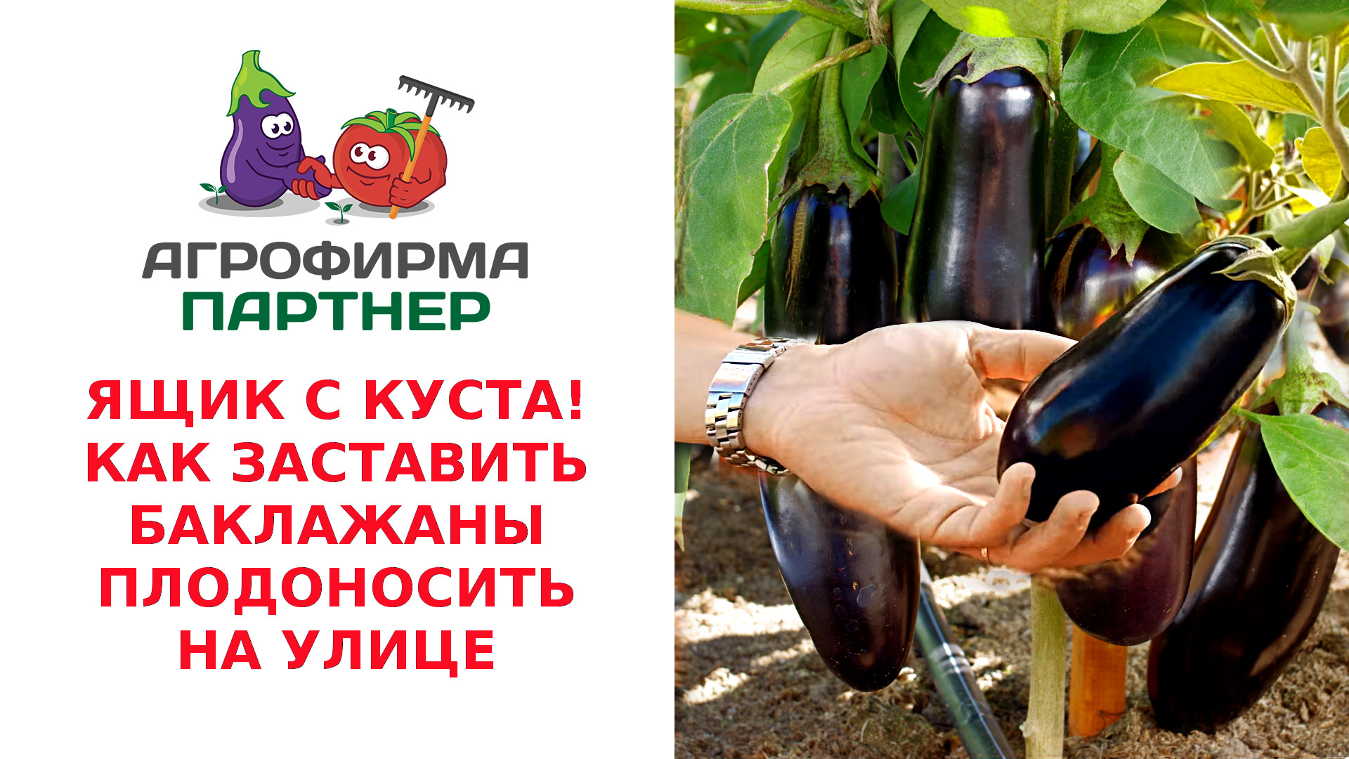 ЯЩИК С КУСТА! КАК ЗАСТАВИТЬ БАКЛАЖАНЫ ПЛОДОНОСИТЬ НА УЛИЦЕ