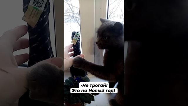 Кошка не отдаёт шампусик