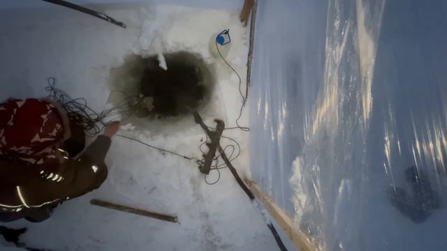 Проверка перемета. Смотрим на результат нашего эксперимента с наживкой из потрохов налима