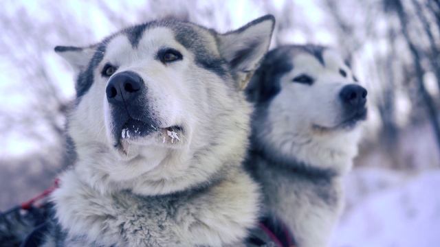 Катание на собачьей упряжке (AmurTravel), Амурская область