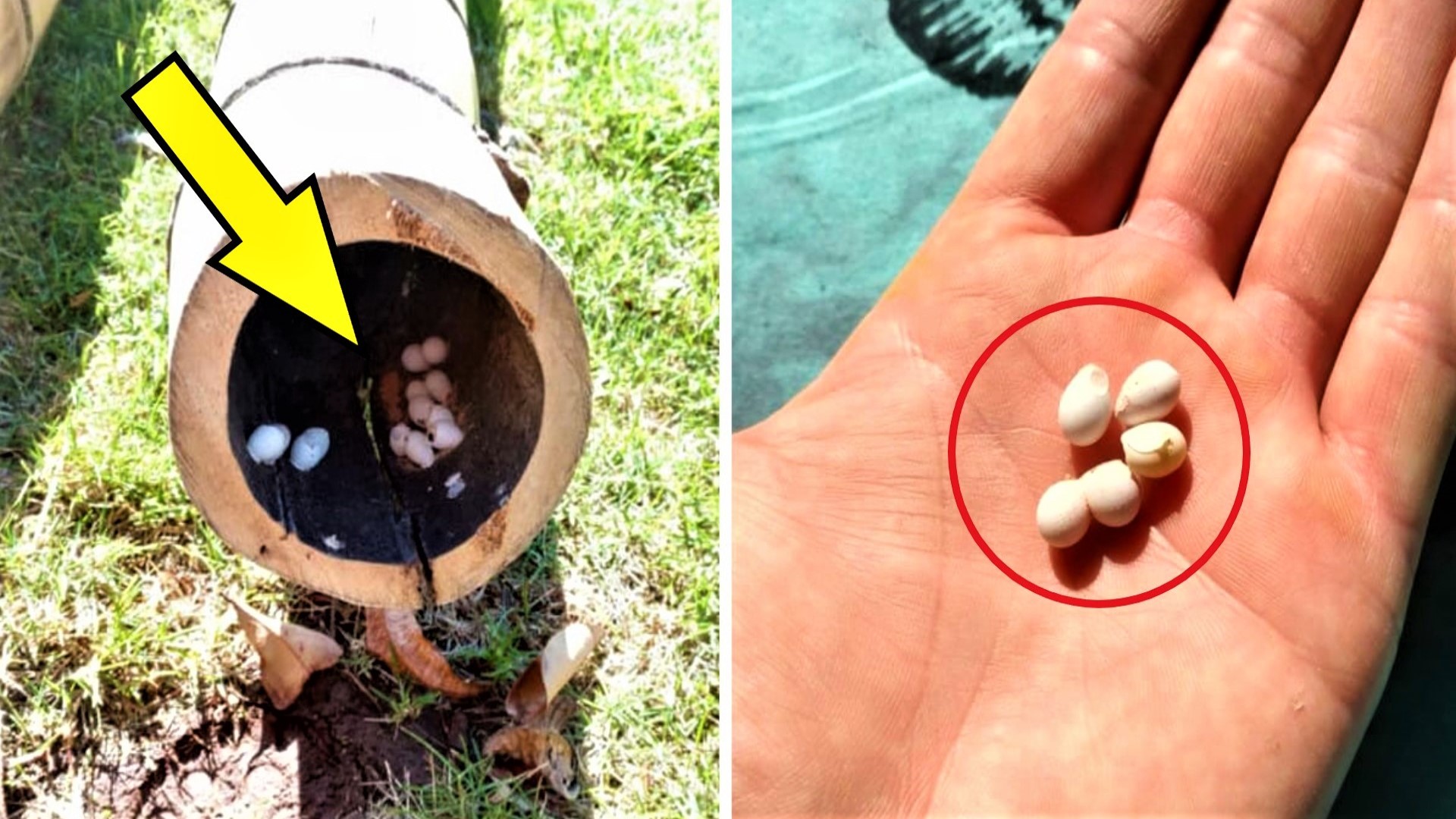 Садовник нашёл странные яйца и взял их в руки! Дальше началось невероятное!