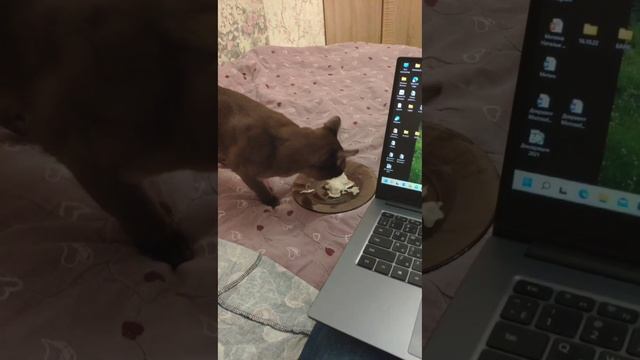 Кот не ест грейпфрут ?