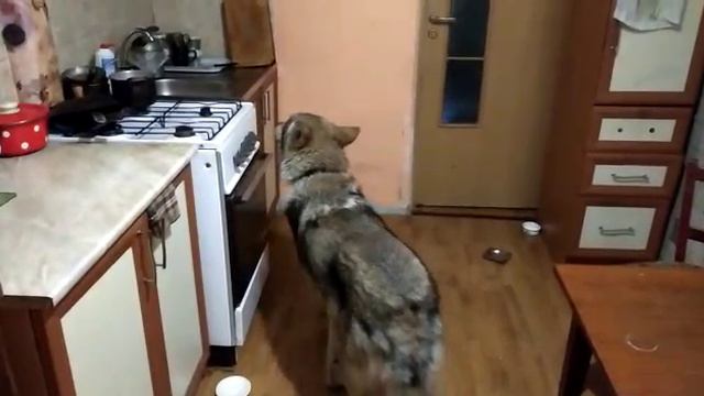 Наш Дикуша!