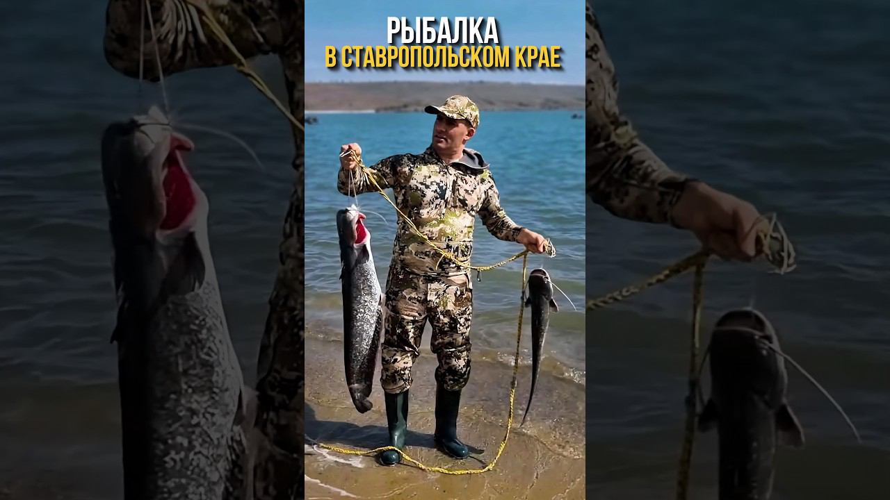 КАК ПОЙМАТЬ СОМА НА КВОК? #охотарыбалка #добыча #рыбалка #fishing #сом #квок #рыбаки #рыба #удочка
