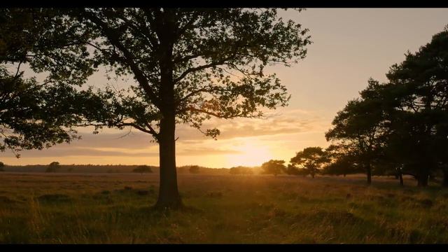 МУЗЫКА ЖИВАЯ ПРИРОДА ВОССТАНОВЛЕНИЕ ЦНС