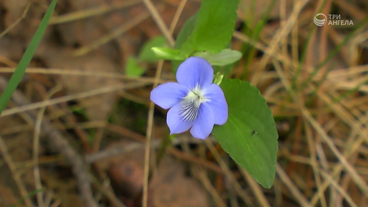 Зелень лета | С любовью к русской природе