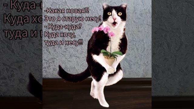 Толстый намёк на дальнейшее видео?Юмор в картинках?Комнатные растения?Цветы #shorts  #приколы