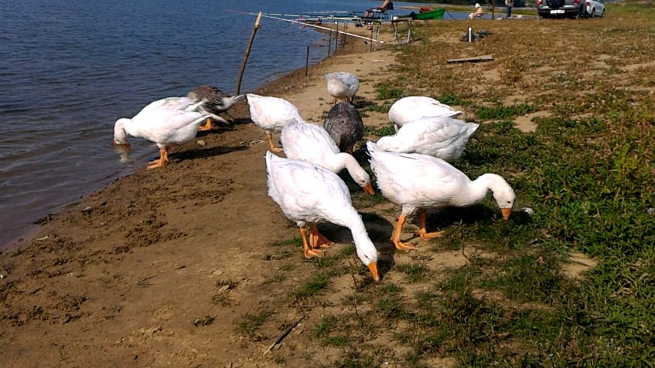 Гуси в Трубетчино