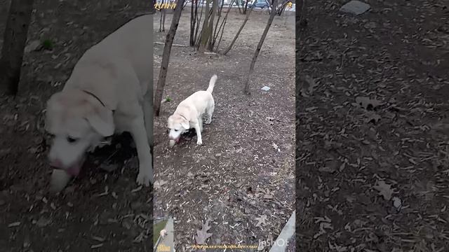 Движуха весенняя