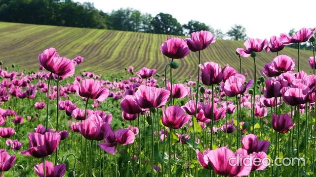 Песня о Счастье
