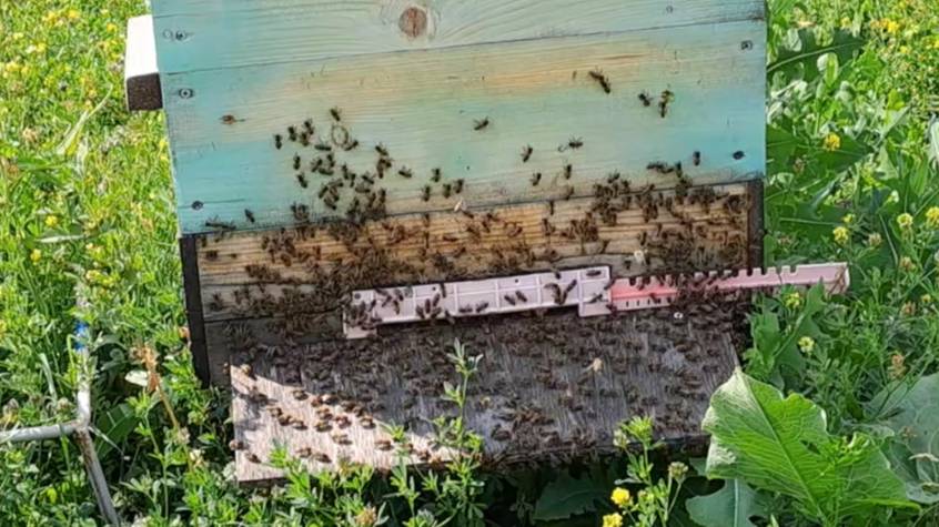 Медосбор в жару. Деревья на пасеке. О быстрых и не очень быстрых результатах