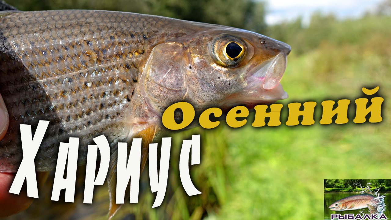 Хариус осенью. Рыбалка в Ленинградской области. Сентябрь 2021..mp4