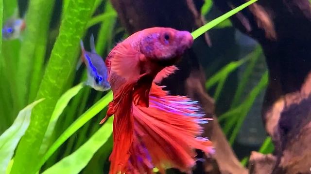 Аквариумная рыбка петушок